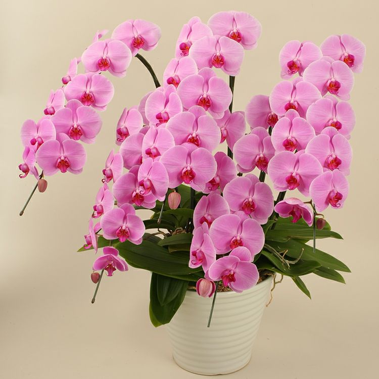 LINK FLORIST | リンクフローリスト