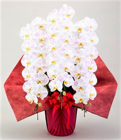 LINK FLORIST | リンクフローリスト